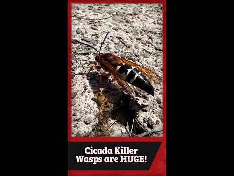 Cicada Killer Wasps are HUGE! 😰
