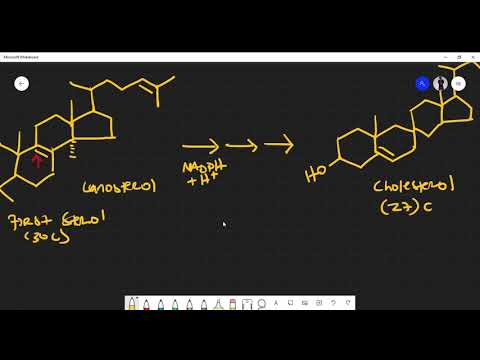 Cholesterol Biosynthesis Mechanism