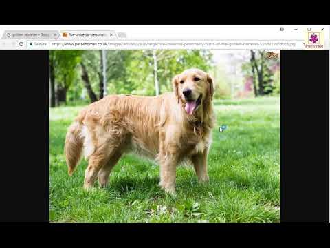 Searching the Internet for Images | Computer Training | Periwinkle