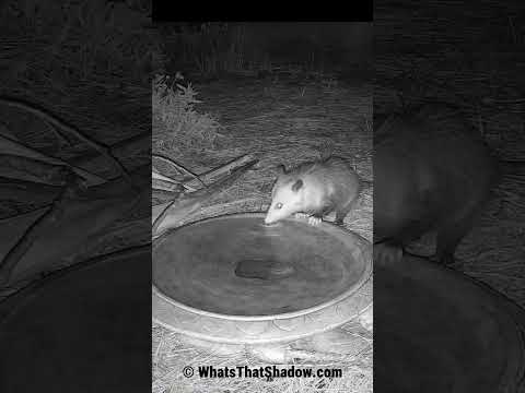 Thirsty Possum at the Waterbowl Charleston SC Dec 2024 #possums #possum #opossums #opossum
