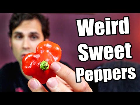 Weirdly Shaped Sweet Peppers - Chili Pepper Reviews