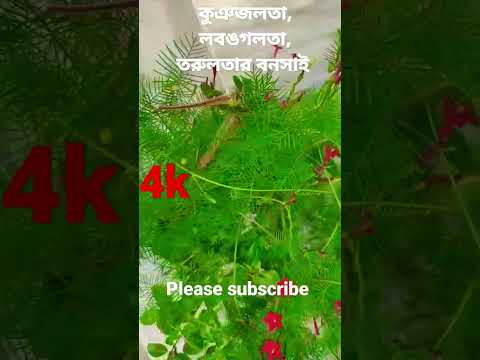 তরুলতা কুঞজলতা লবঙ্গলতার বনসাই। #bananiorganicgarden #বনসাই #bonsai