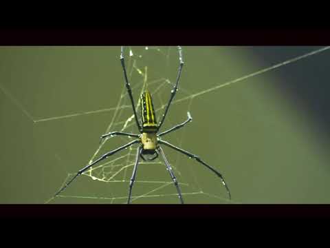 Amazing Spider Web Making Timelapse