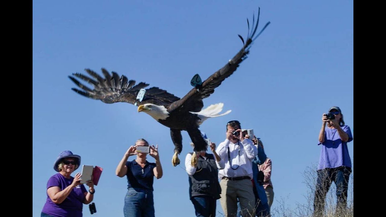 Free again: Bald eagle spreads her wings, returns to the Central Coast wild