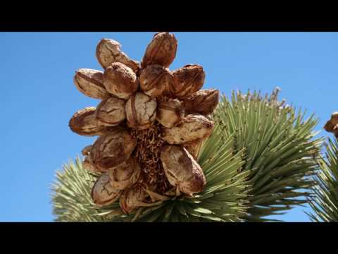 Inside A Joshua Tree Seed Pod