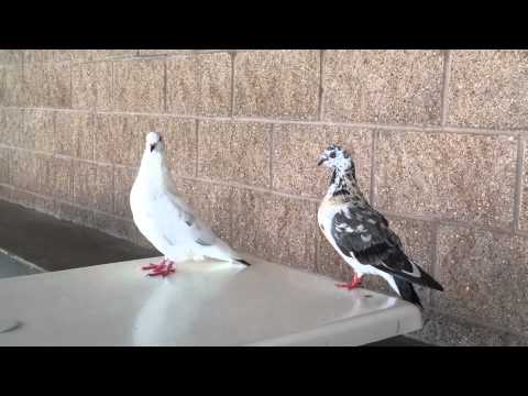 Steam Community :: Video :: Pigeons