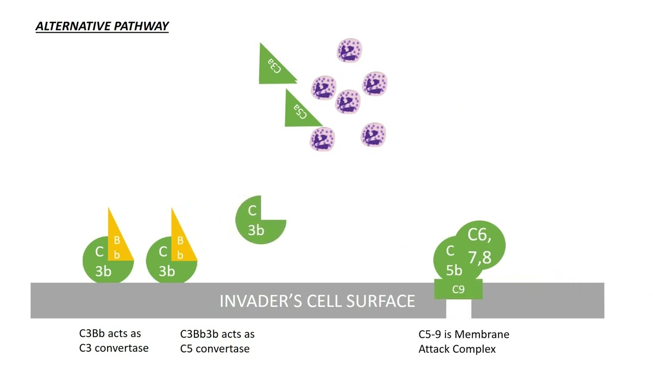 Complement pathway - Explained
