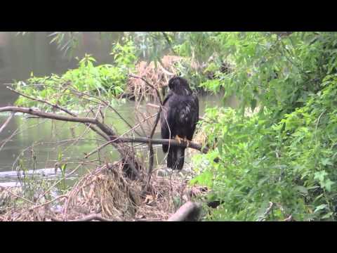 6-25-15 Decorah Eagles Fledgling along the creek near N1 tree