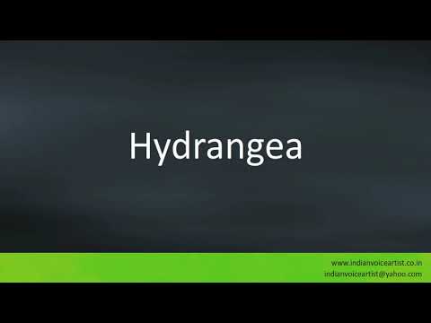 How to pronounce "Hydrangea".