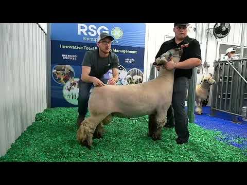 RSG Sires - My Town
