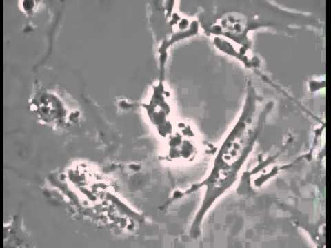 Nuclear reformation after mitosis requires downregulation of the Ran GTPase effector RanBP1 in mamm