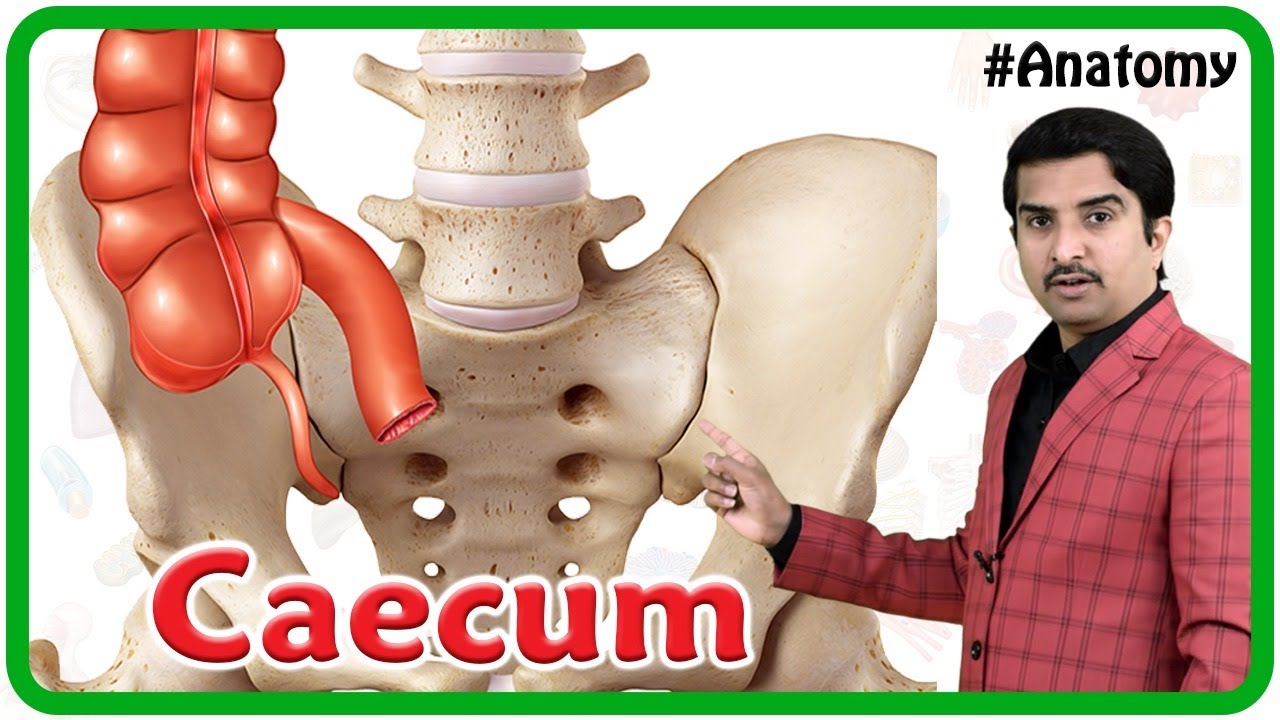 Anatomy of Cecum Animation: Relations, Blood supply, Venous drainage, Nerve supply & Development