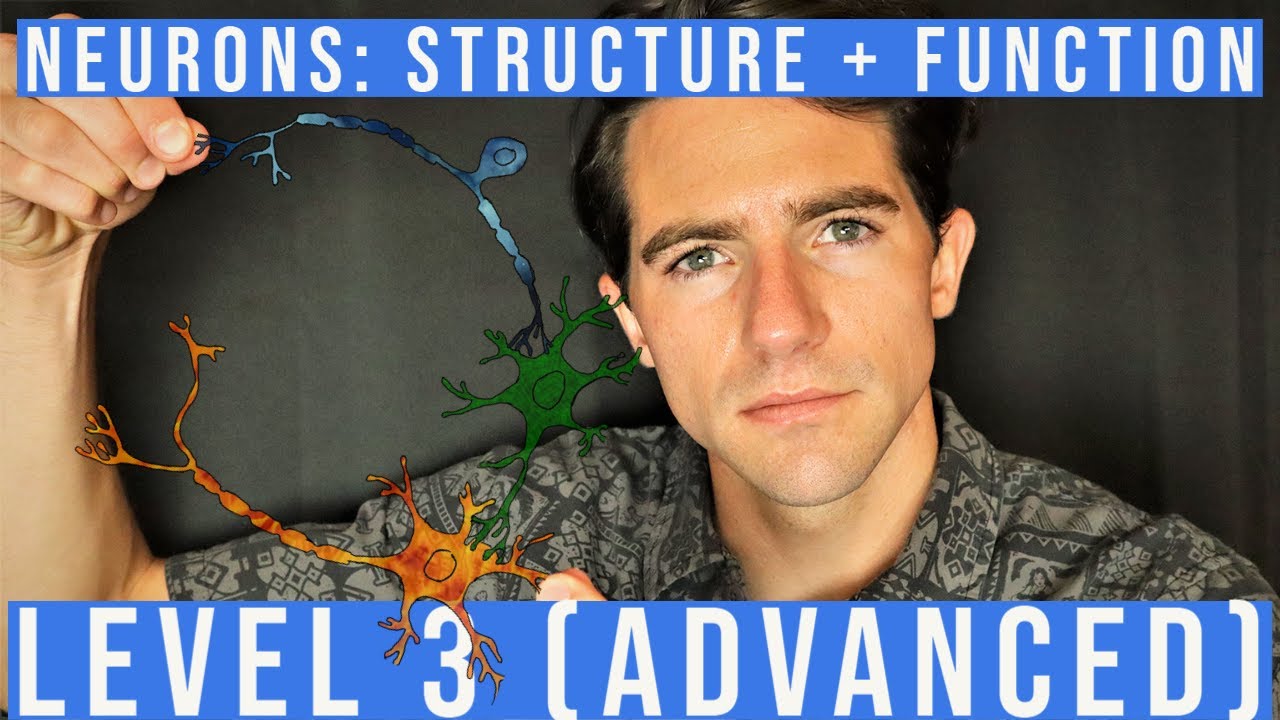 Neuron Structure and Function - (Level 3 Advanced)