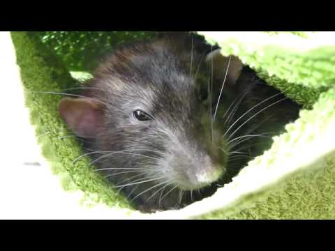 Rat eye boggle - Bruxing and boggling Boris