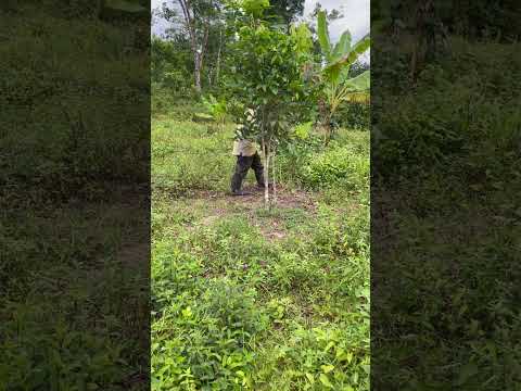 Membaja Pokok Rambutan : Baja NPK 16:16:16 Yara Mila