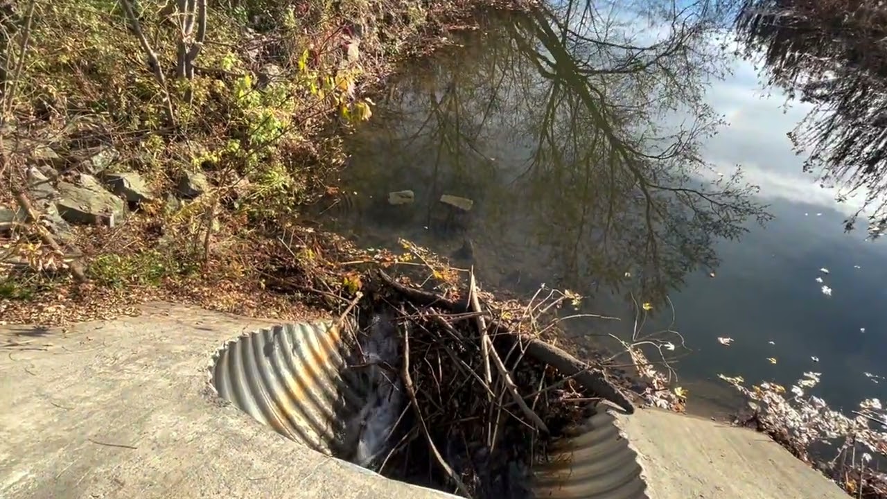 Success with Comstock Beaver Cage Traps