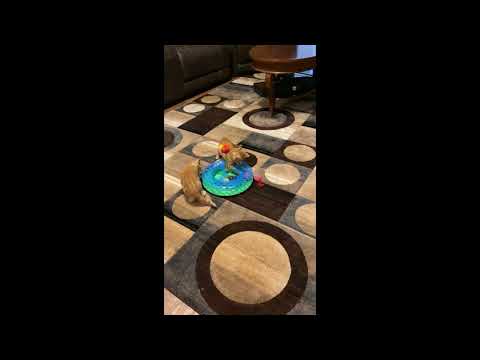 Adopt kittens American shorthair Orange Tabby