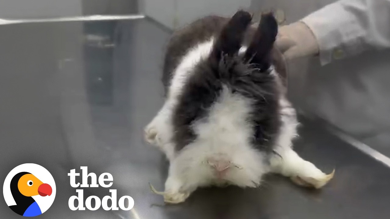 Left Behind Bunnies Get The Second Chance They Deserved | The Dodo