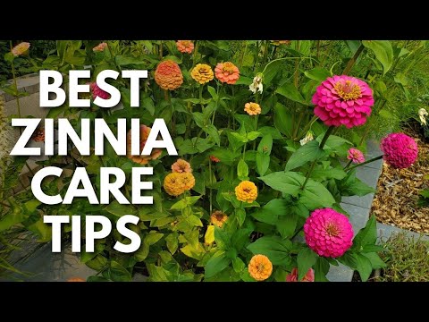 Zinnia Lovers: Grow Healthier, More Colorful Flowers with These Zinnia Care Tips ✨
