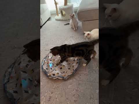 Cats React To Interactive Light-Up Cat Toy | The Pack