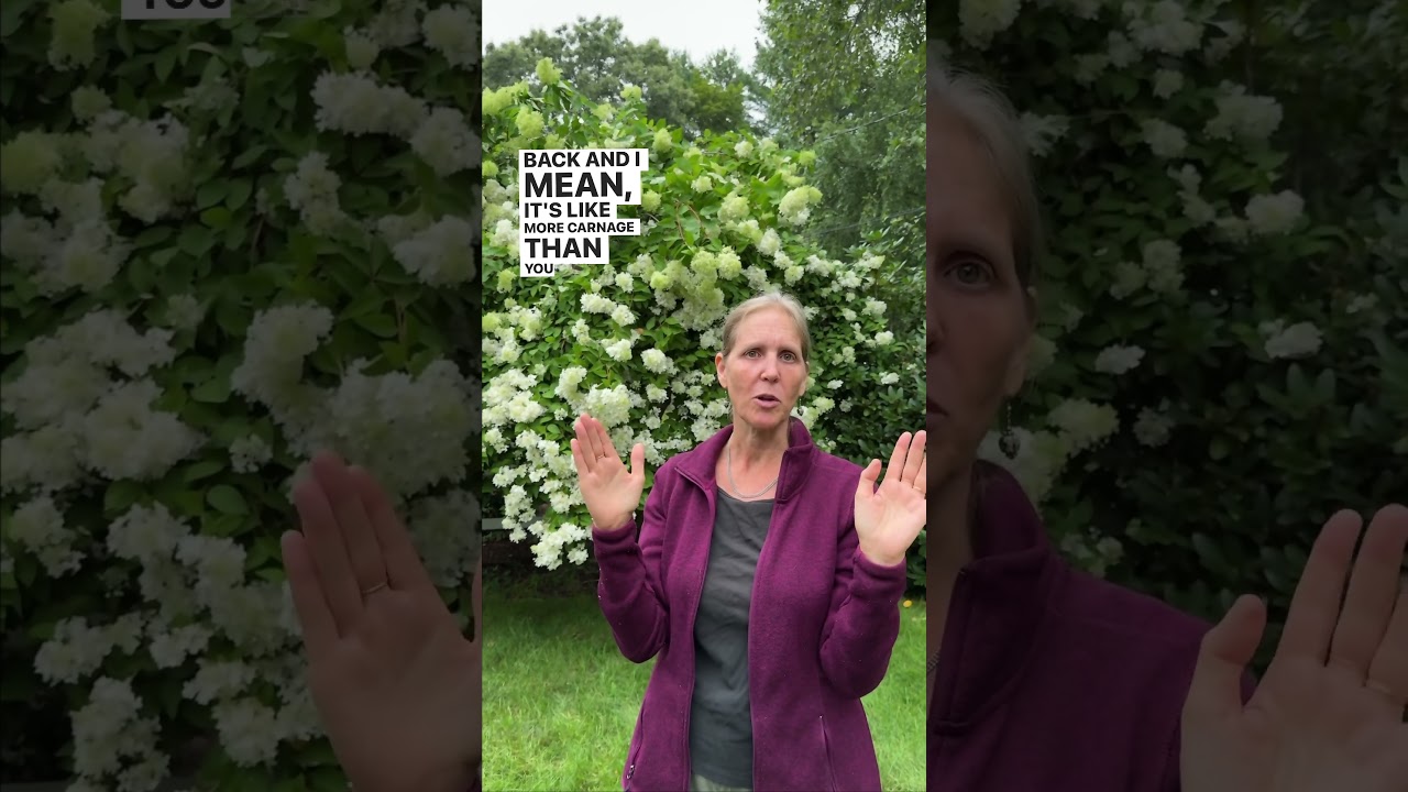 How To Prune An Overgrown Tree Hydrangea