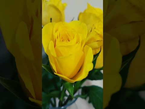 Yellow roses are beautiful ๐ผ Good morning ๐ #hope ๐ผ #love ๐ #flowers ๐ #shorts