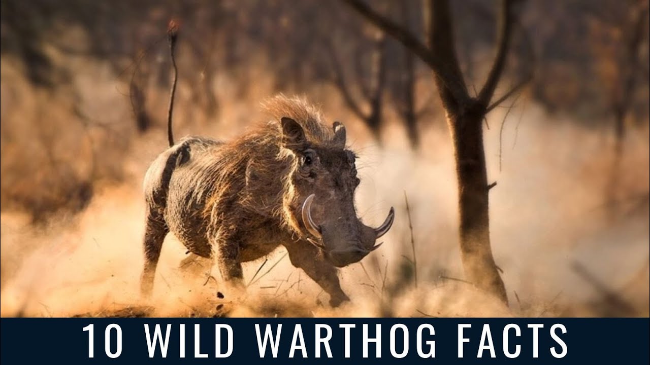10 Wild Warthog Facts