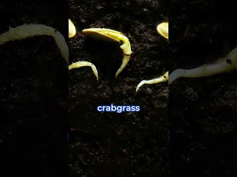 What is crabgrass?