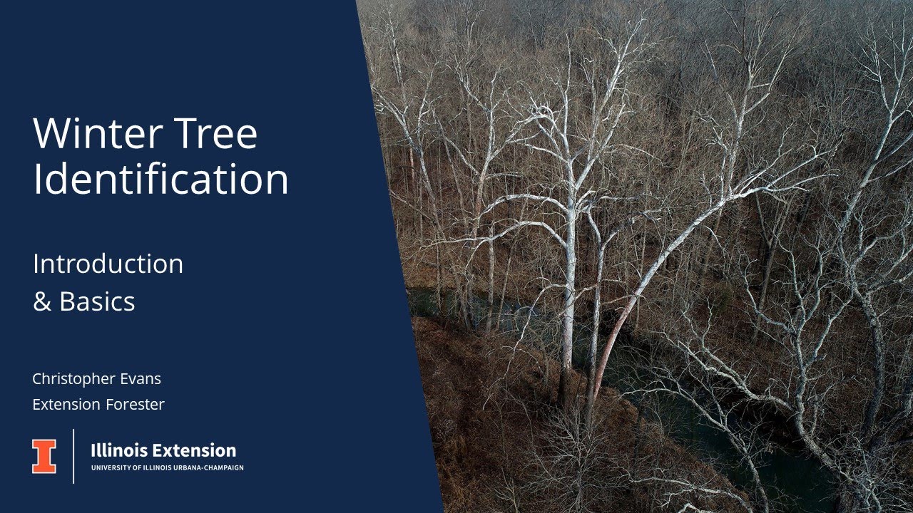Winter Tree Identification Basics