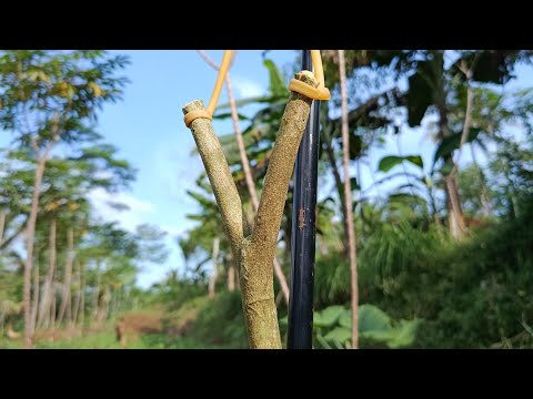 DIY SLINGSHOT | making a slingshot in the wild for hunting.