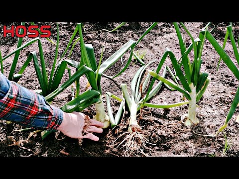 This May Be the BEST ONION VARIETY We've Ever Grown!