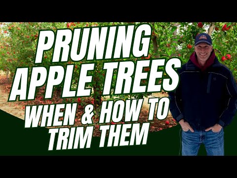 How To PRUNE Your Apple Trees for a Bountiful Harvest Next Year #apples #appletree #appletrees