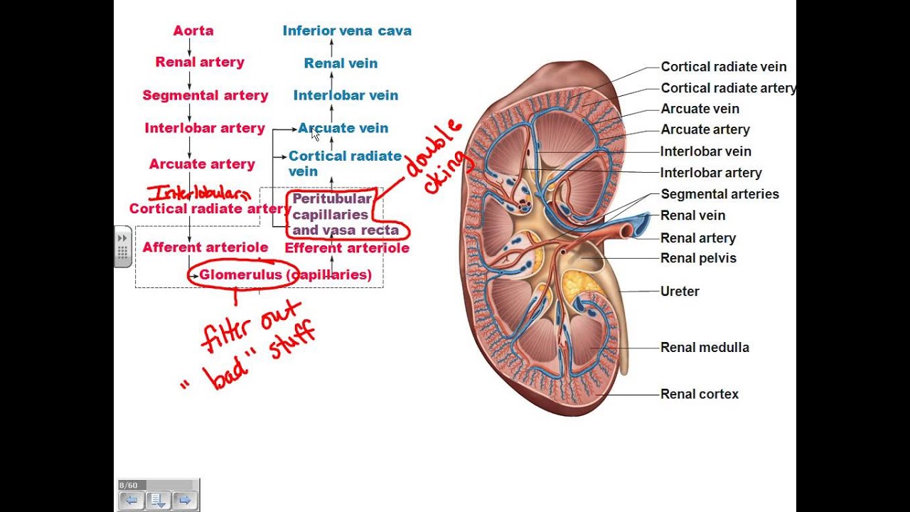 A&PII Chapter 25 Urinary System part 1