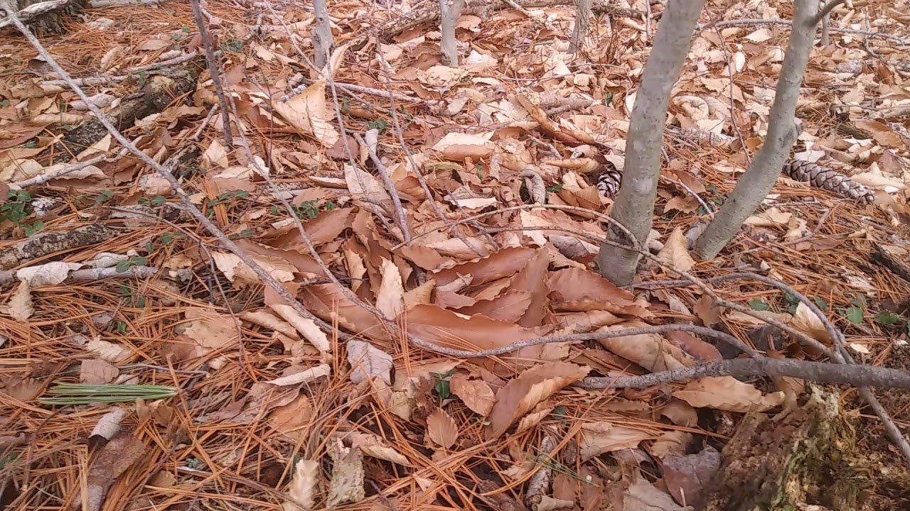 American Beech ID and Ecology