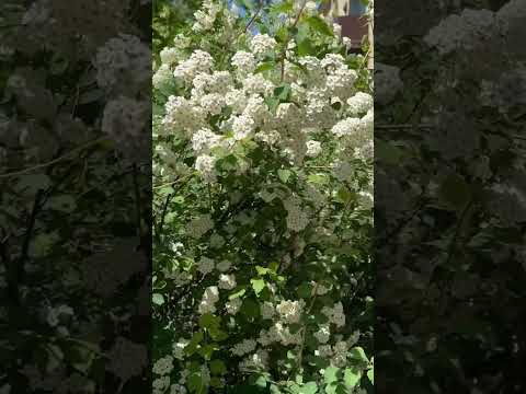 Beloved Odessa in beautiful bloom! #travel