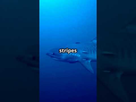 The Tiger Shark. (Just to clarify, Tigers and Sharks are not actually cousins.)
