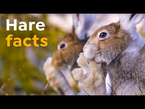 Where Did the Easter Bunny Come From? | Hare Facts
