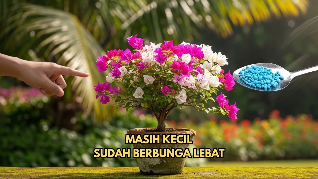 Rahasia Bougenville Kecil Cepat Berbunga Lebat 🌸 | Tips Ampuh Bunga Kertas Mini Mekar Indah