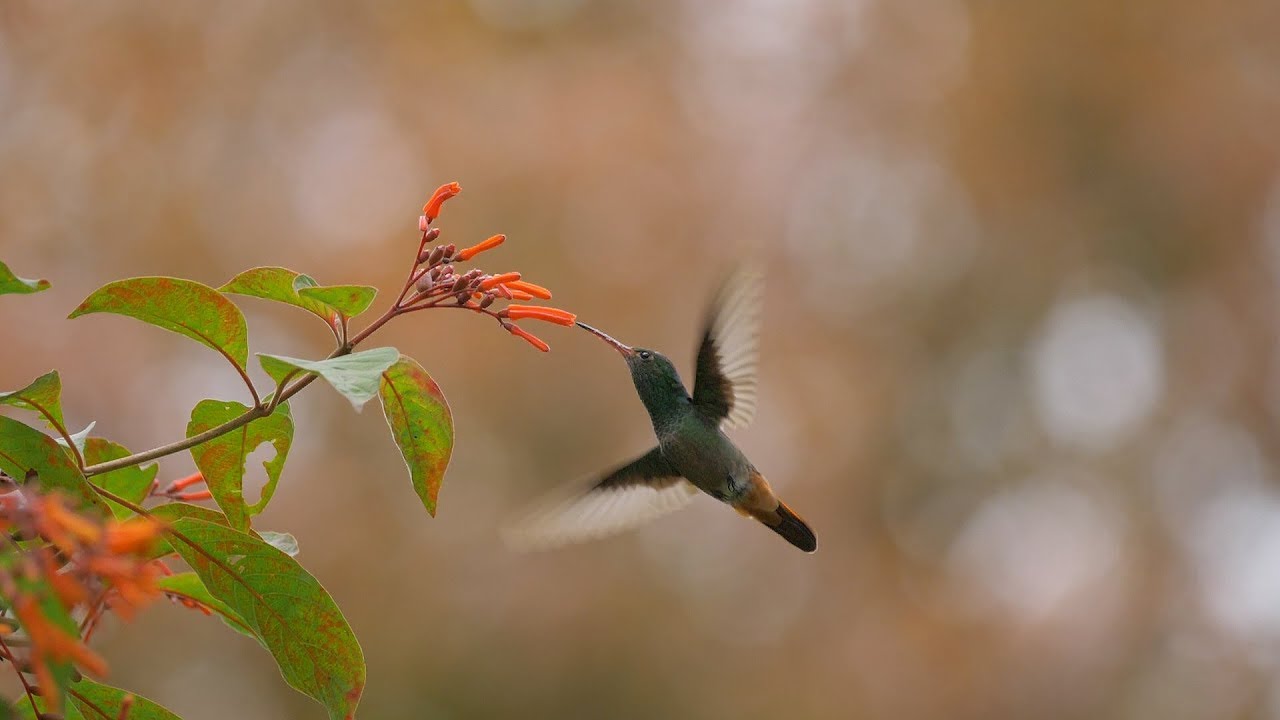 Flowers & pollination in the tropical rainforest