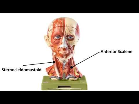 Understanding the Anterior Scalene Muscle: Functions & Anatomy