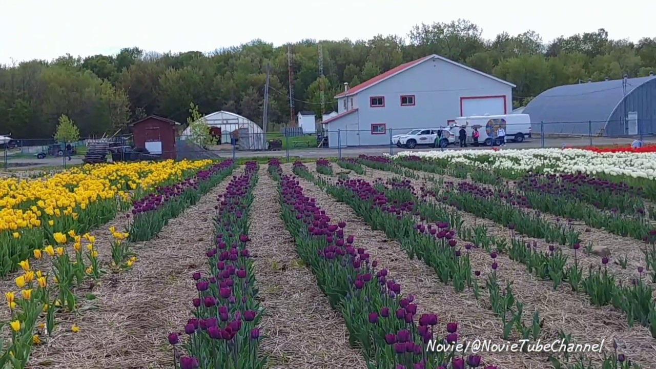 Tulips flower  Field Laval/ tulips.ca