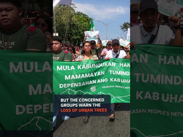 DENR permit fails to quell uproar over Manila tree-cutting