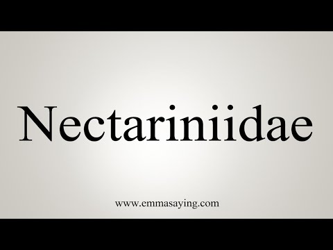 How To Say Nectariniidae