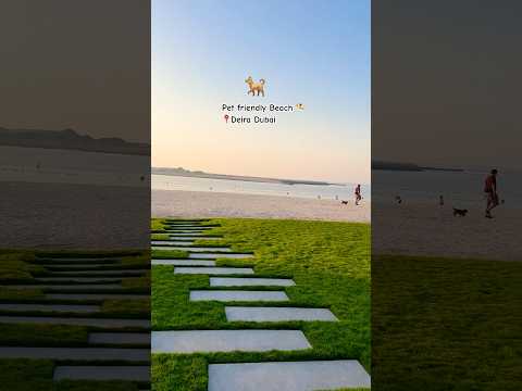 Pet friendly Beach | Deira Beach | Island Dubai #island #deiradubai #petlovers #foryou #travelvlog
