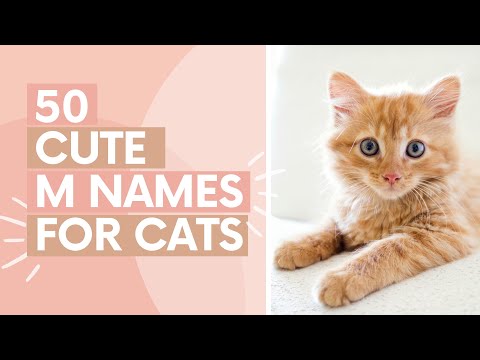 50 CUTE M NAMES FOR CATS (Cat Names That Start With The Letter "M" - Male and Female)