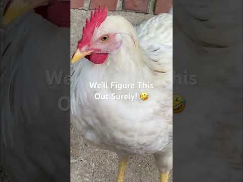 Our Favorite Rooster Names! Tell Us Yours! π€£πβ€οΈ #chickens #homesteading