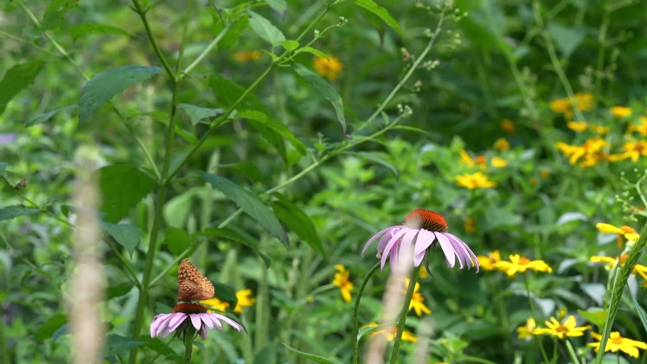 Fritillary butterflies