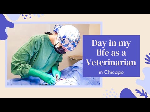 Day in my life as a Veterinarian in Chicago! Surgery Day Edition! | BellaVet
