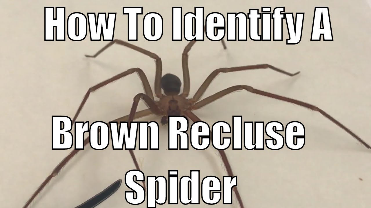 How to identify a brown recluse spider