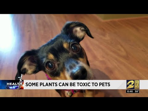 These plants, mulch can be toxic to your pet